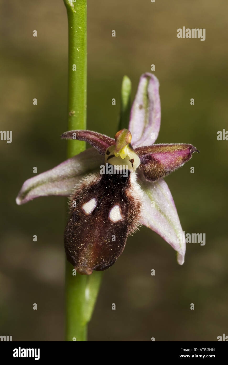 Rhodes wild orchids hi-res stock photography and images - Alamy