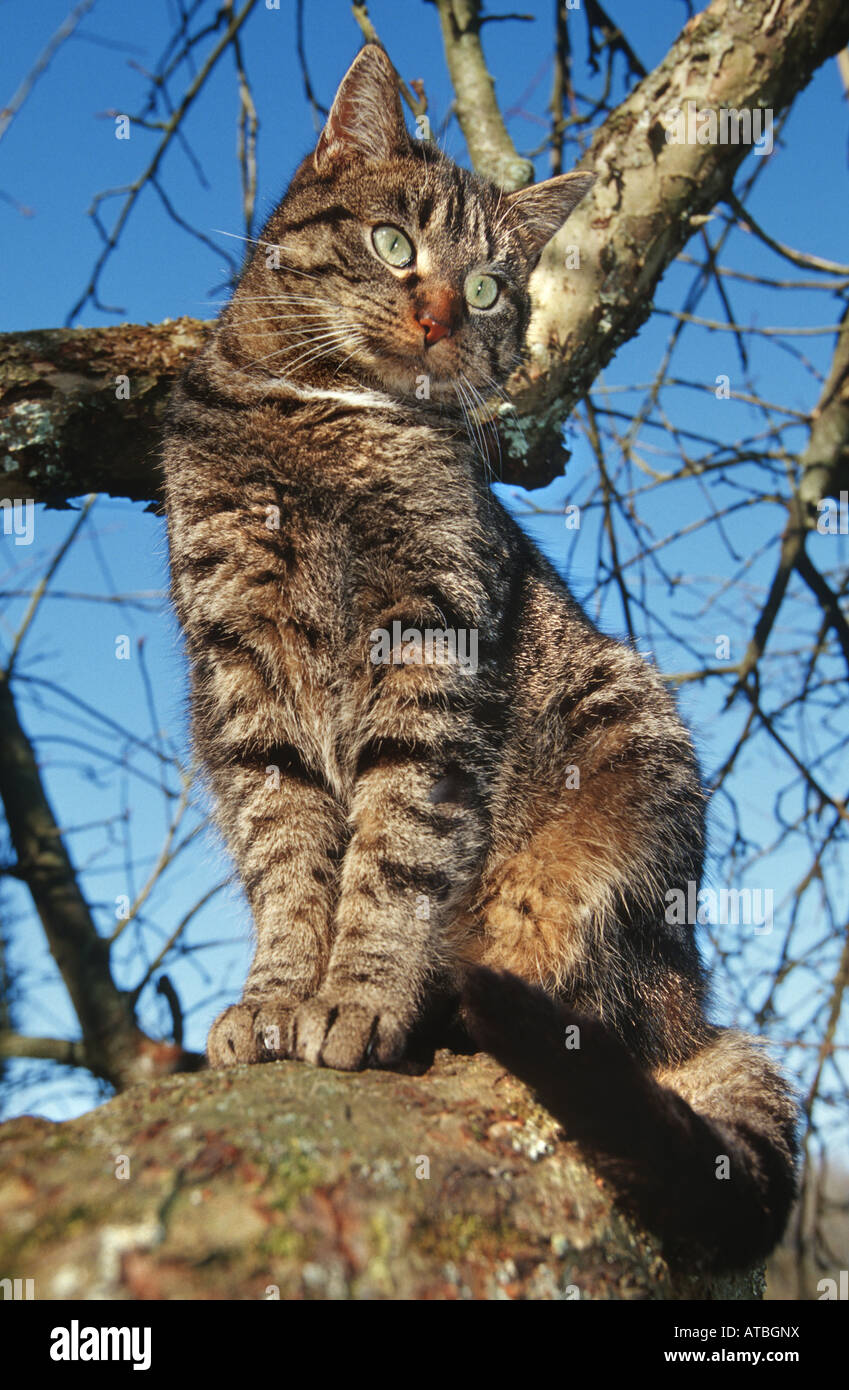 domestic cat, house cat (Felis silvestris f. catus), sitting in a tree ...