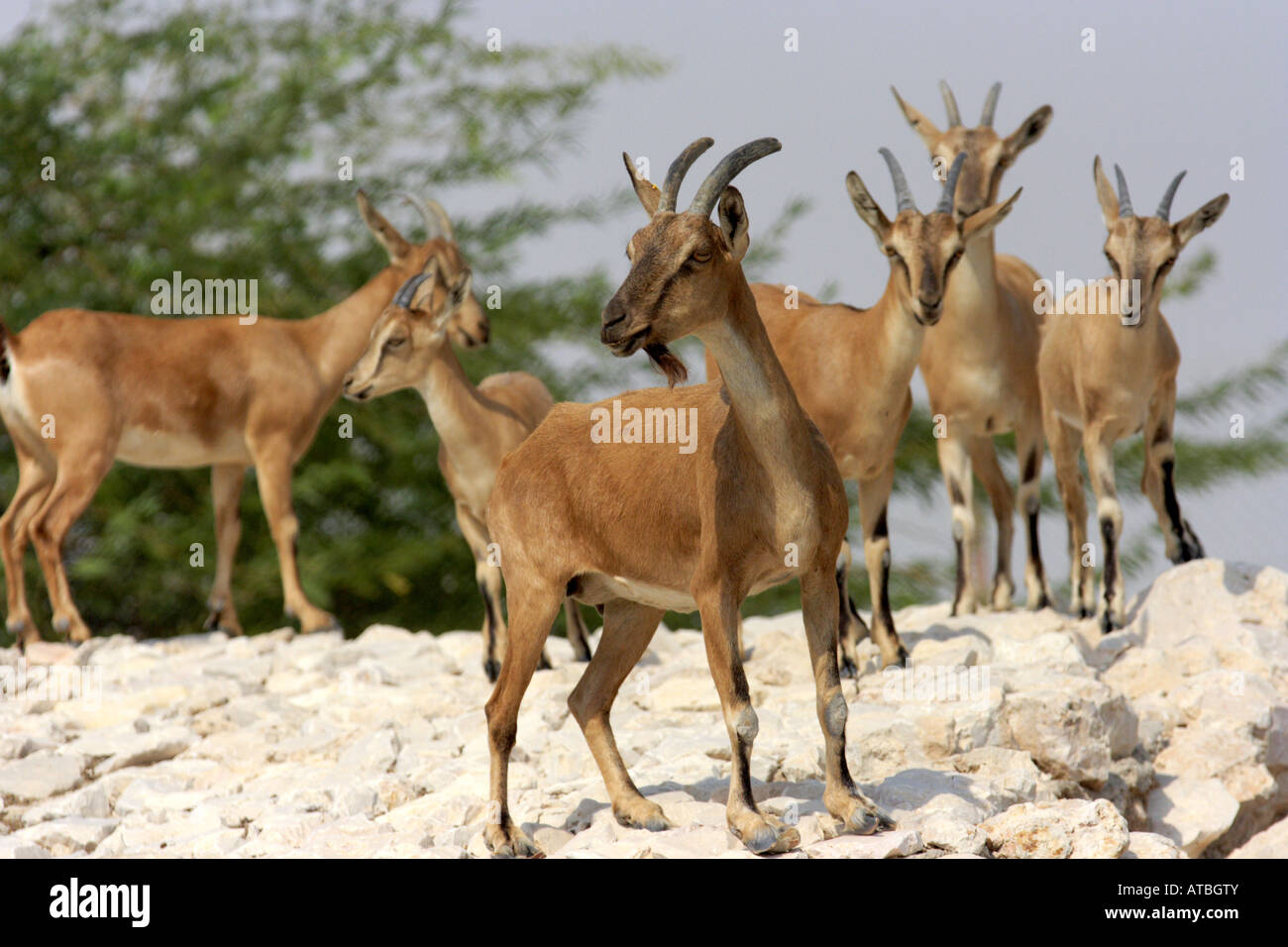 Nubian ibex (Capra nubiana, Capra ibex nubiana), young male an a group ...