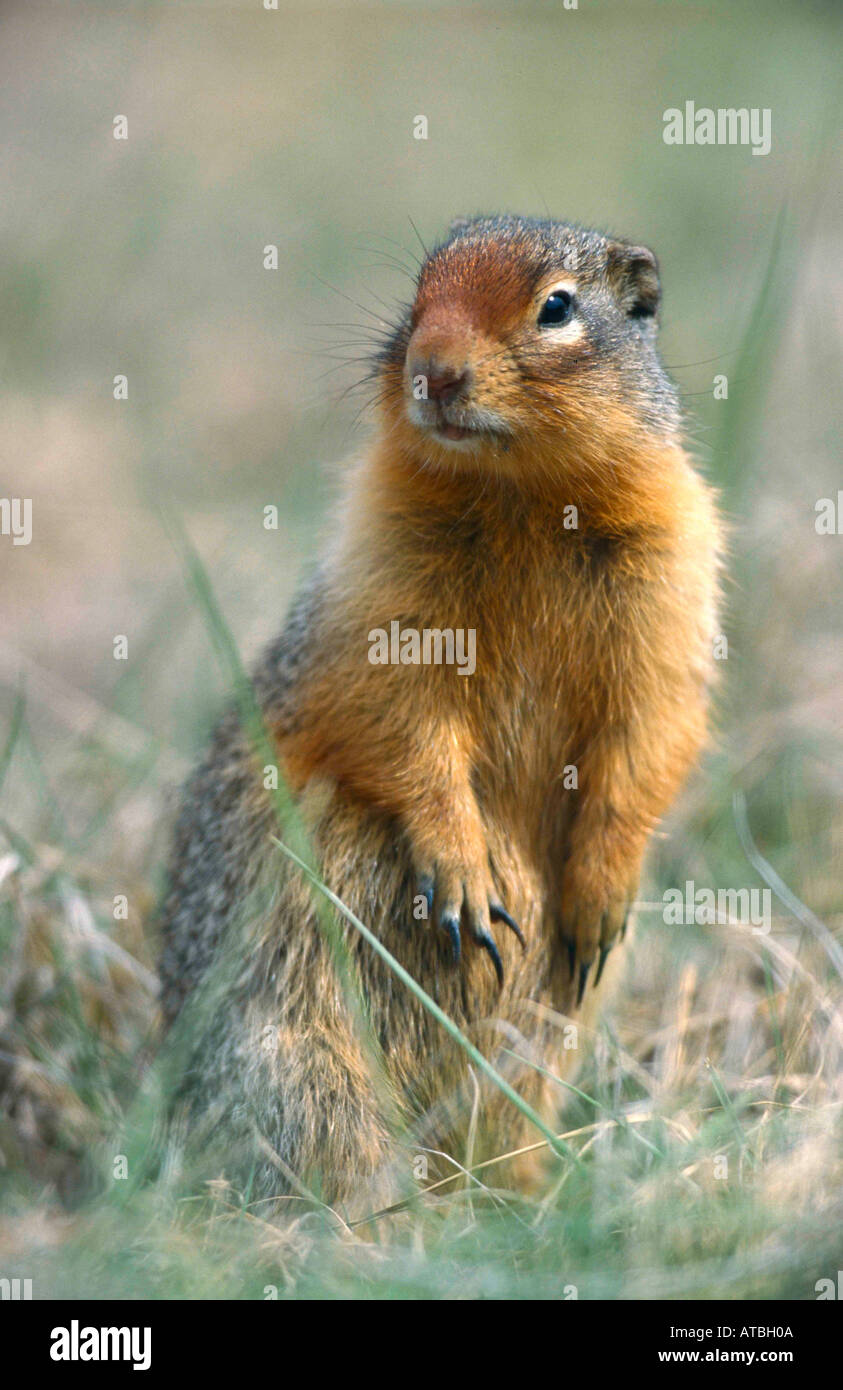 Columbia Ziesel Columbian Ground Squirrel Citellus columbianus ...