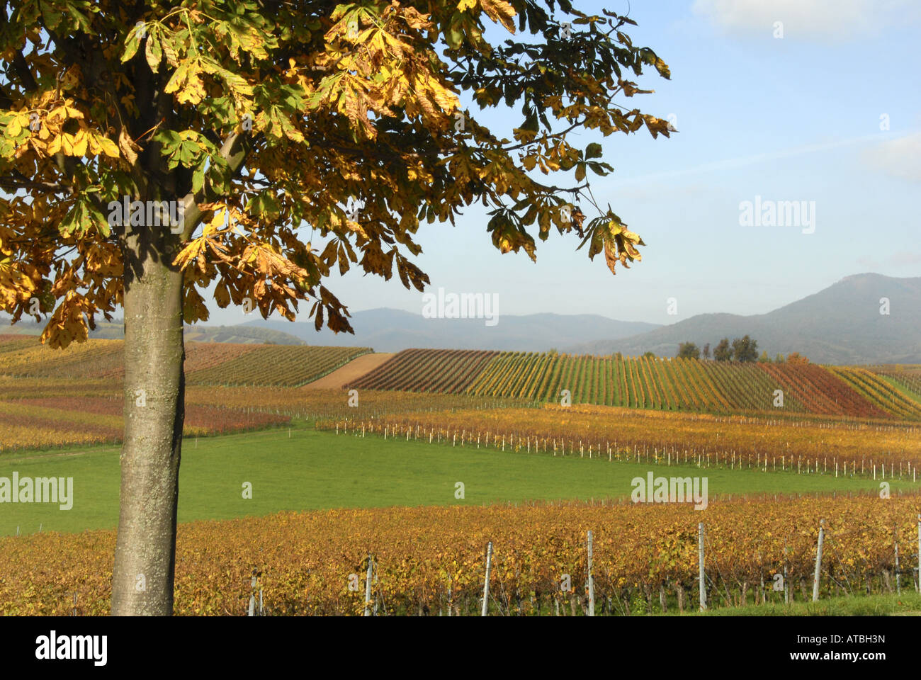 grape-vine, vine (Vitis vinifera), view onto vineyards at the German ...