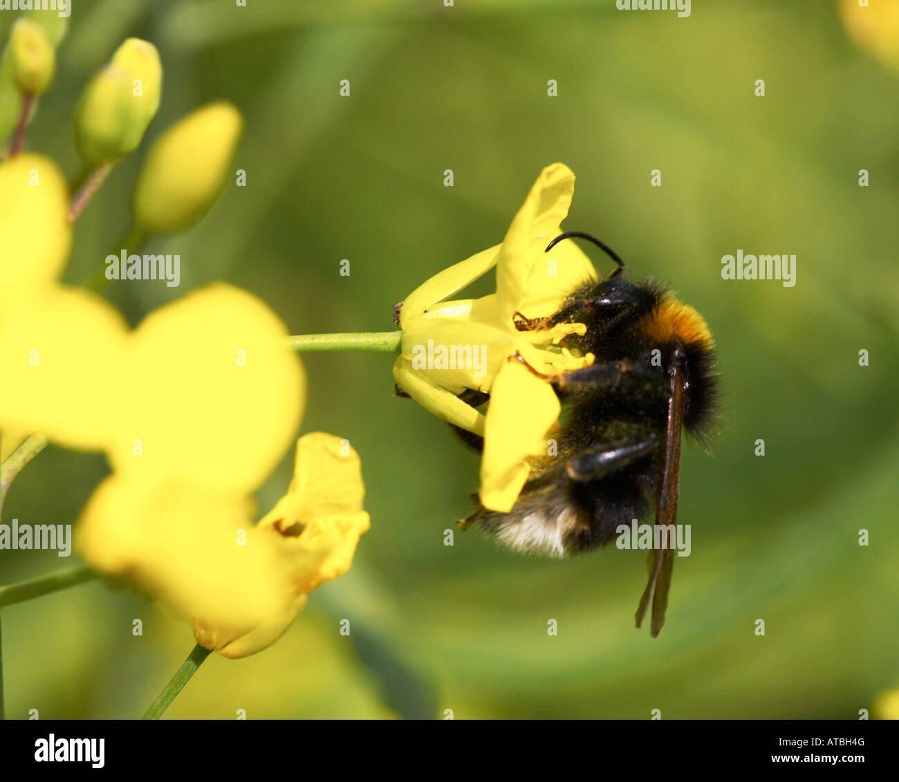 Bee on a flower Stock Photo - Alamy