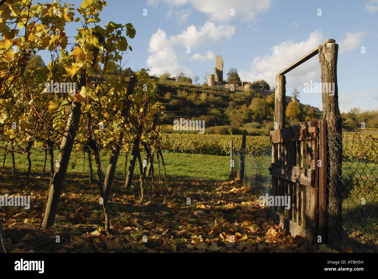 grape-vine, vine (Vitis vinifera), Wachtenburg at the German Wine Route ...