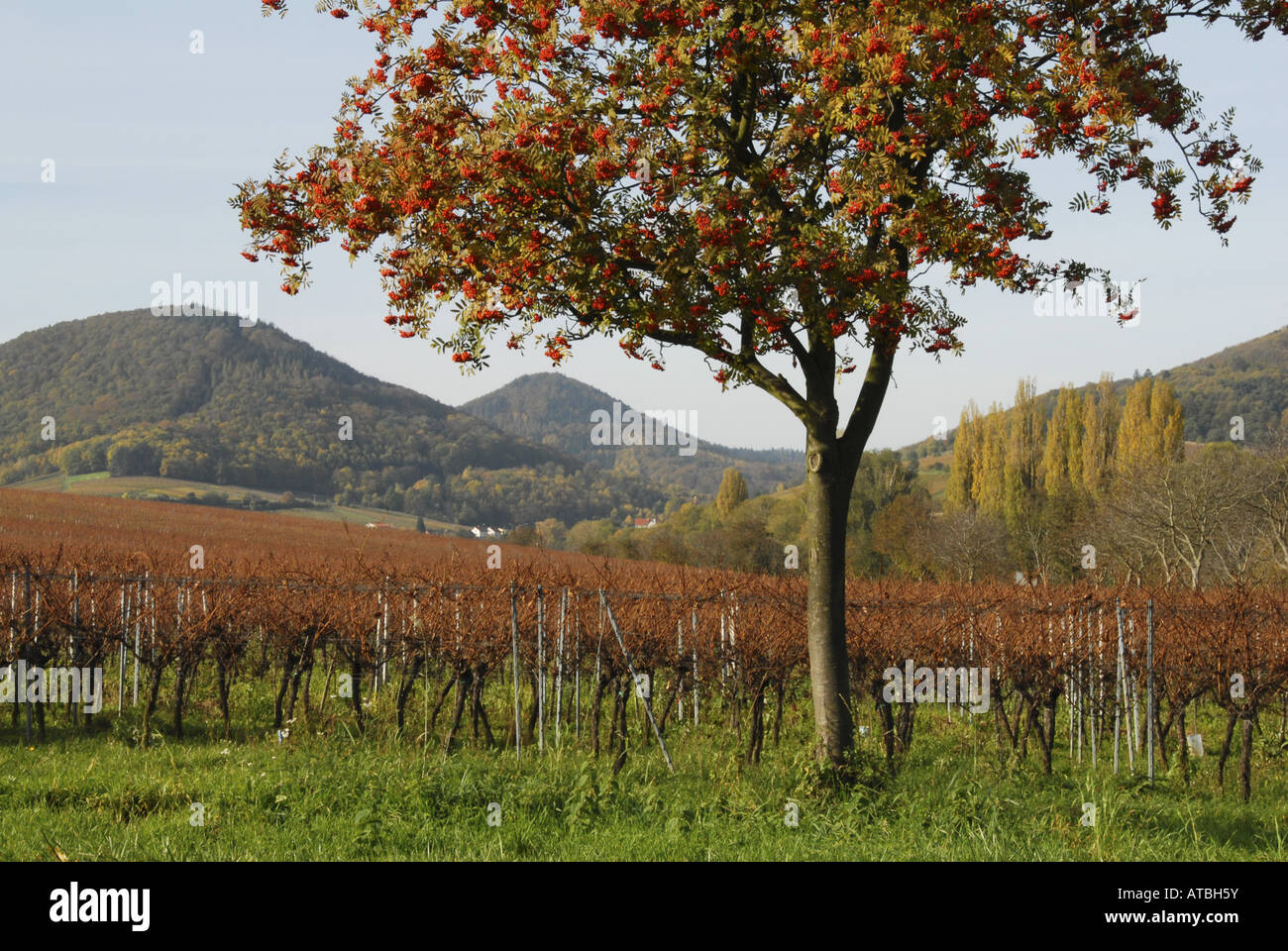 grape-vine, vine (Vitis vinifera), vineyard at the German Wine Route ...