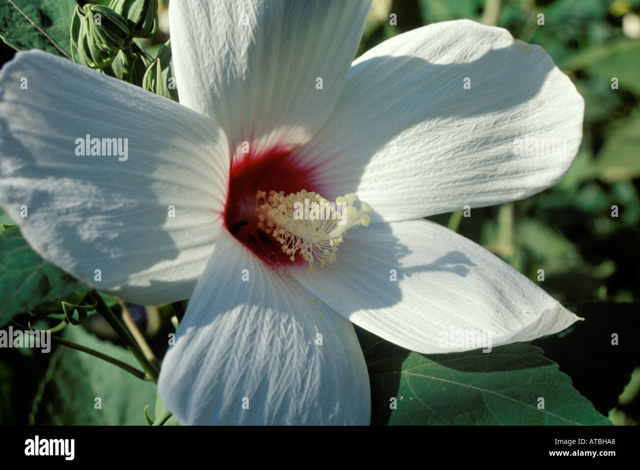 Crimson Eyed Rose Mallow Hibiscus palustris Malvaceae Mallow family USA ...