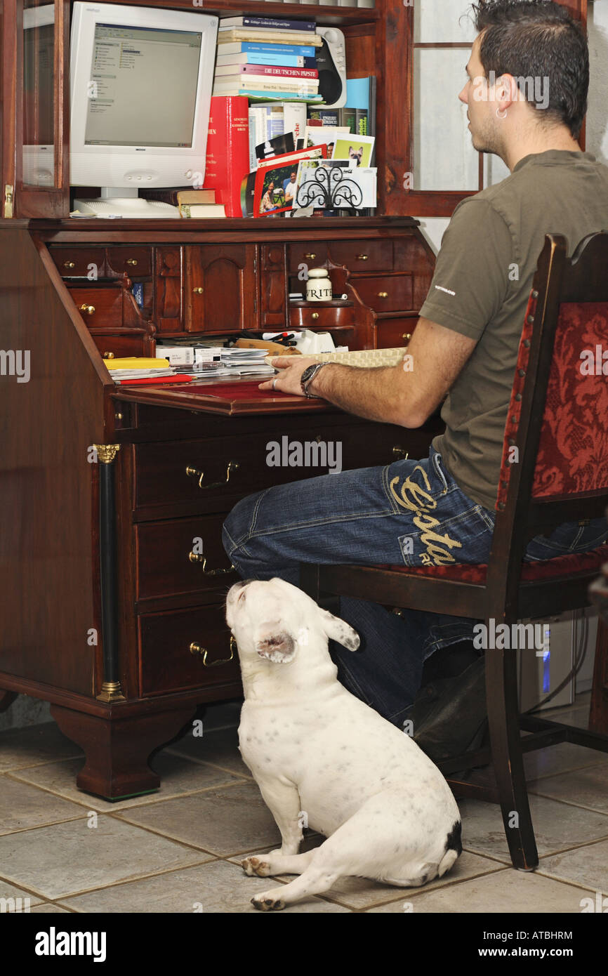 French Bulldog (Canis lupus f. familiaris), man working at a computer ...