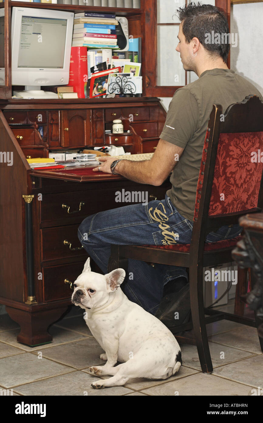 French Bulldog (Canis lupus f. familiaris), man working at a computer ...