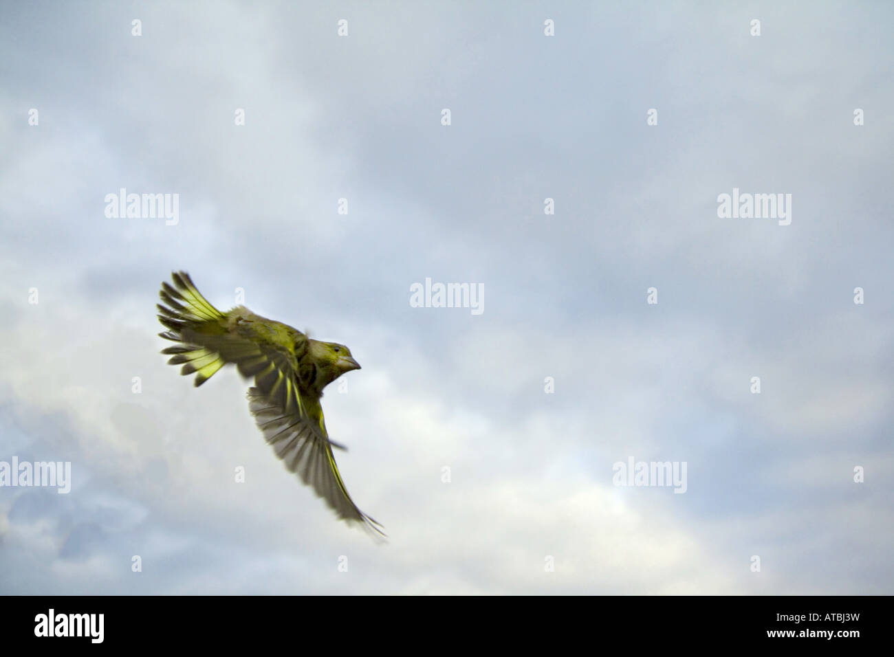 western greenfinch (Carduelis chloris), flying Stock Photo - Alamy