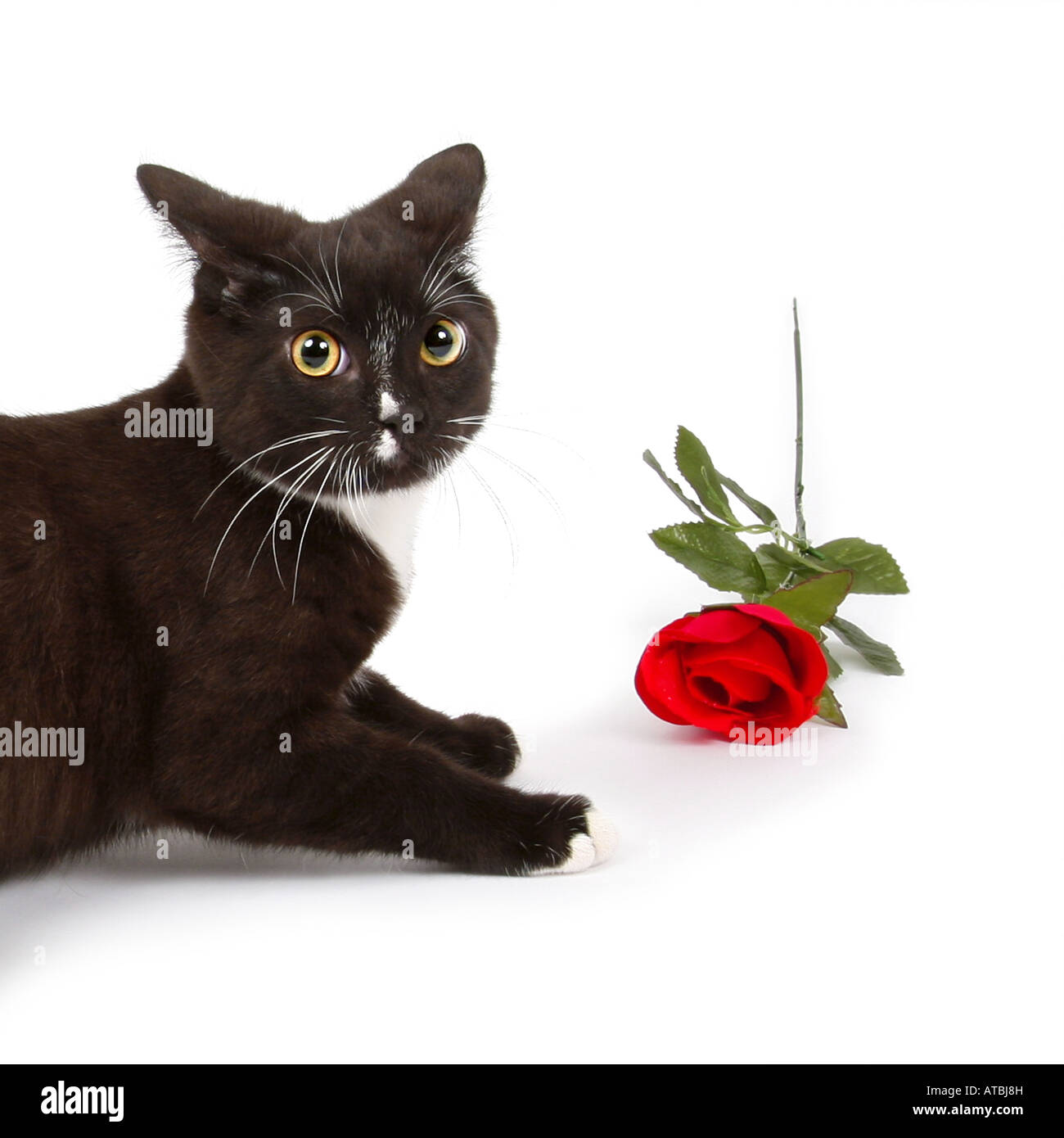 White cat red roses hi-res stock photography and images - Alamy