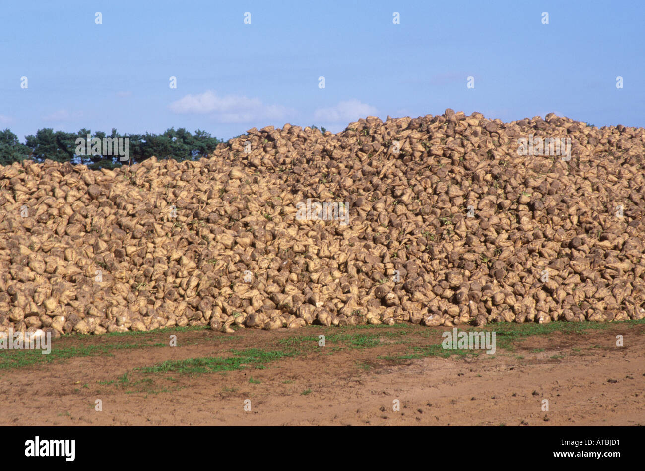 Pile of sugar beet in Suffolk England Stock Photo - Alamy