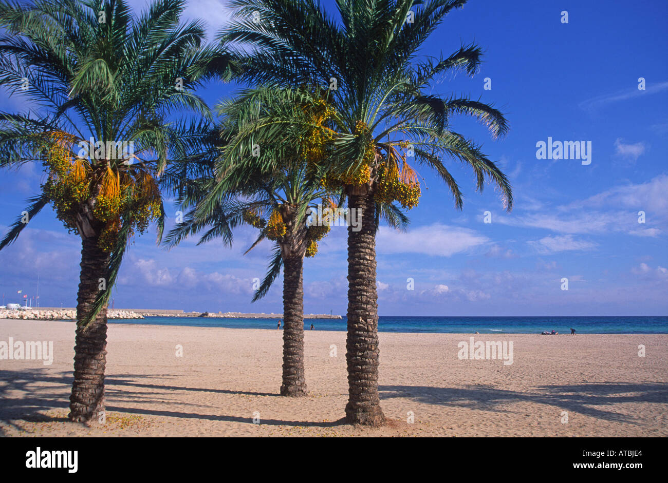 Date palm trees and sandy beach San Vito lo Capo Sicily Italy Stock ...