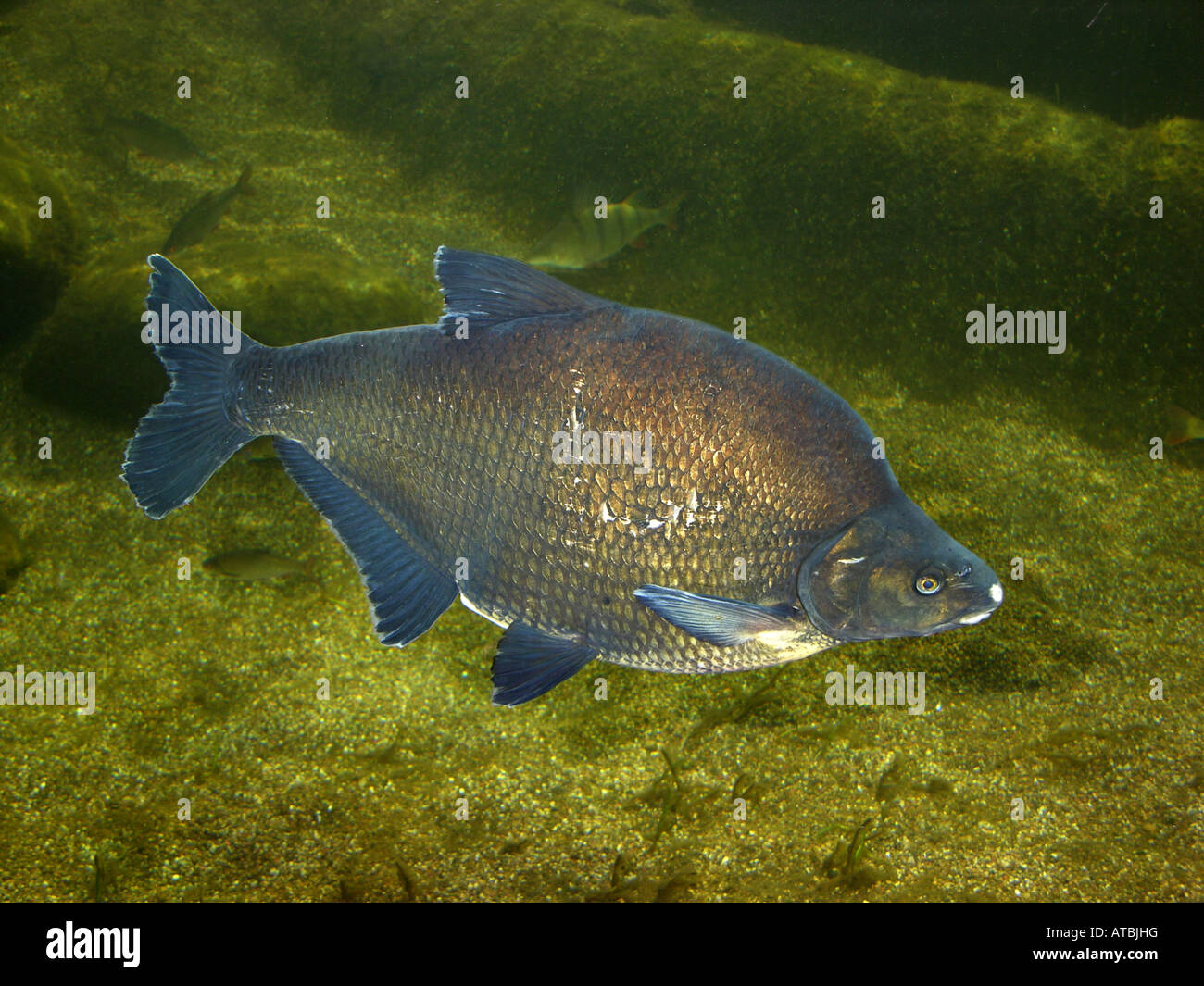 common bream, freshwater bream, carp bream (Abramis brama), side view ...