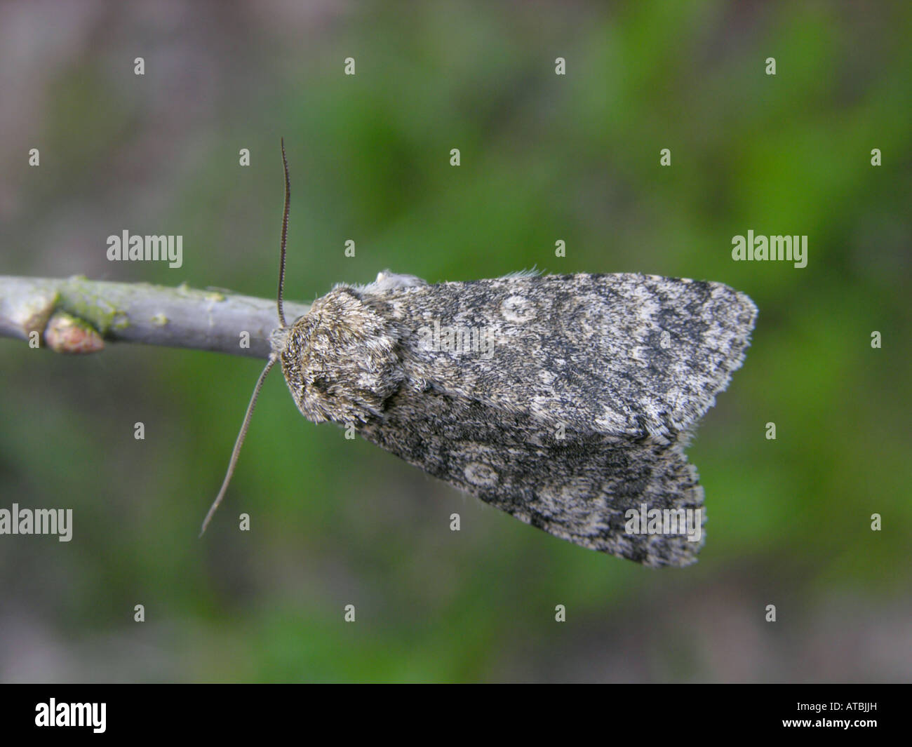 Megacephala hi-res stock photography and images - Alamy
