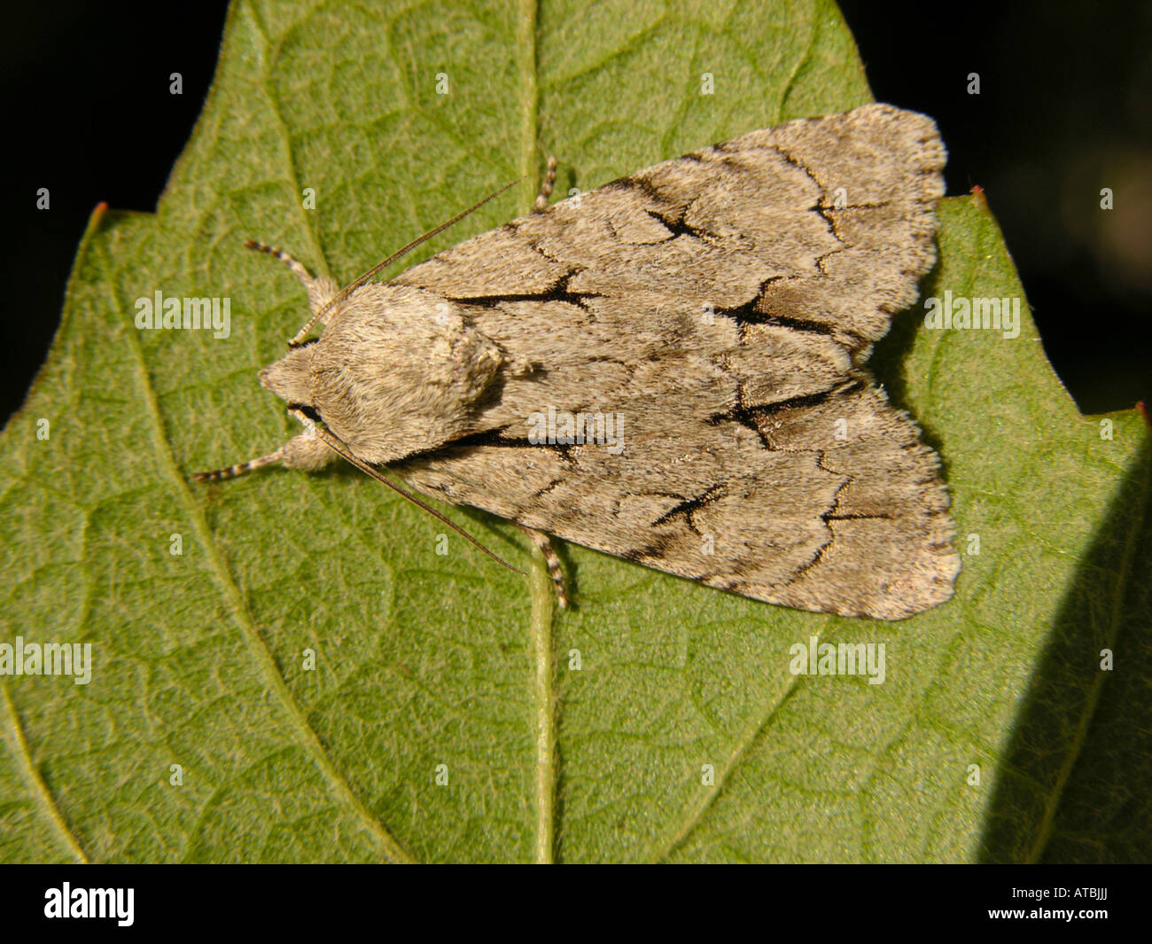 Grey dagger butterfly hi-res stock photography and images - Alamy