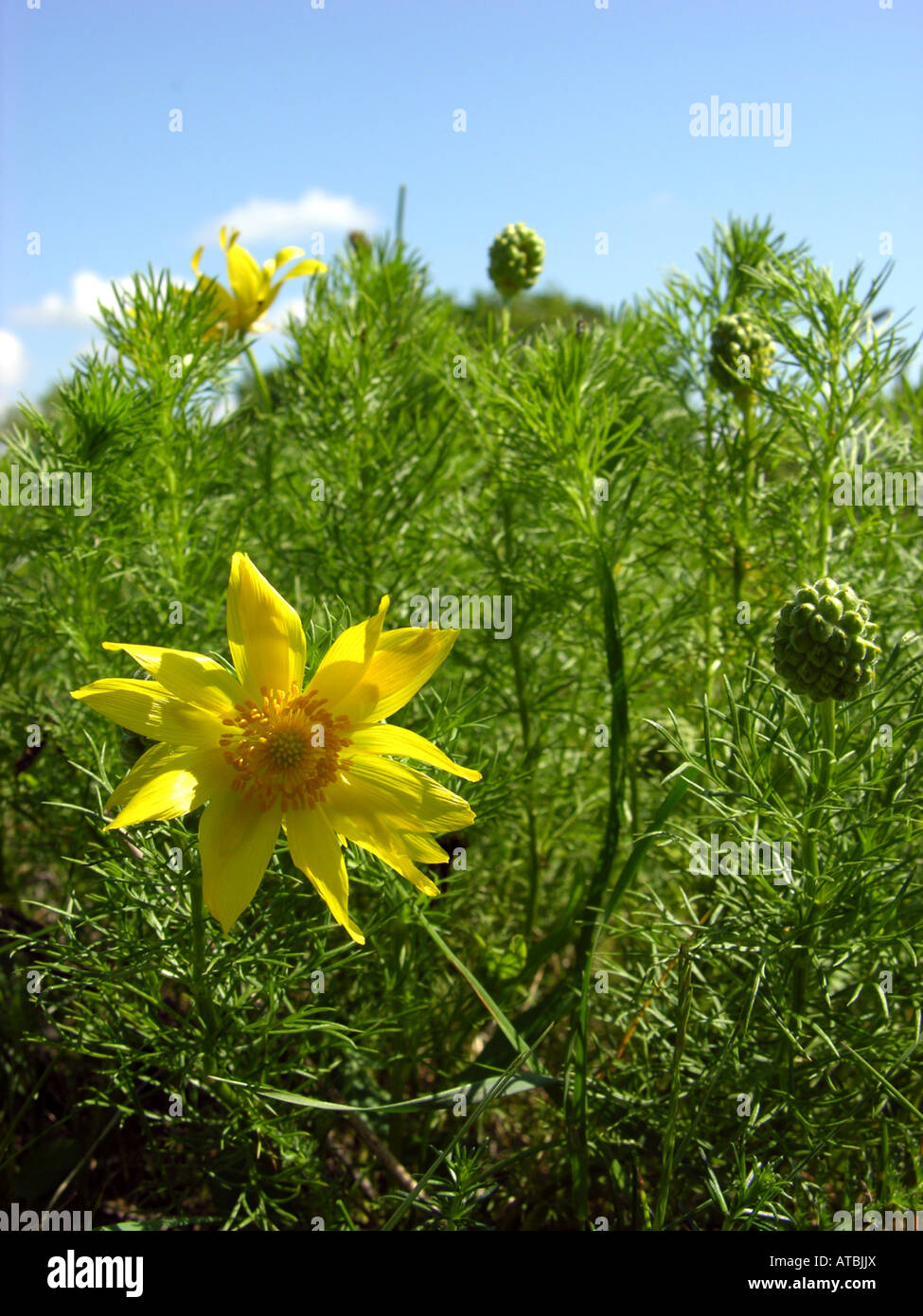 spring adonis (Adonis vernalis), blossom and infructescences Stock ...