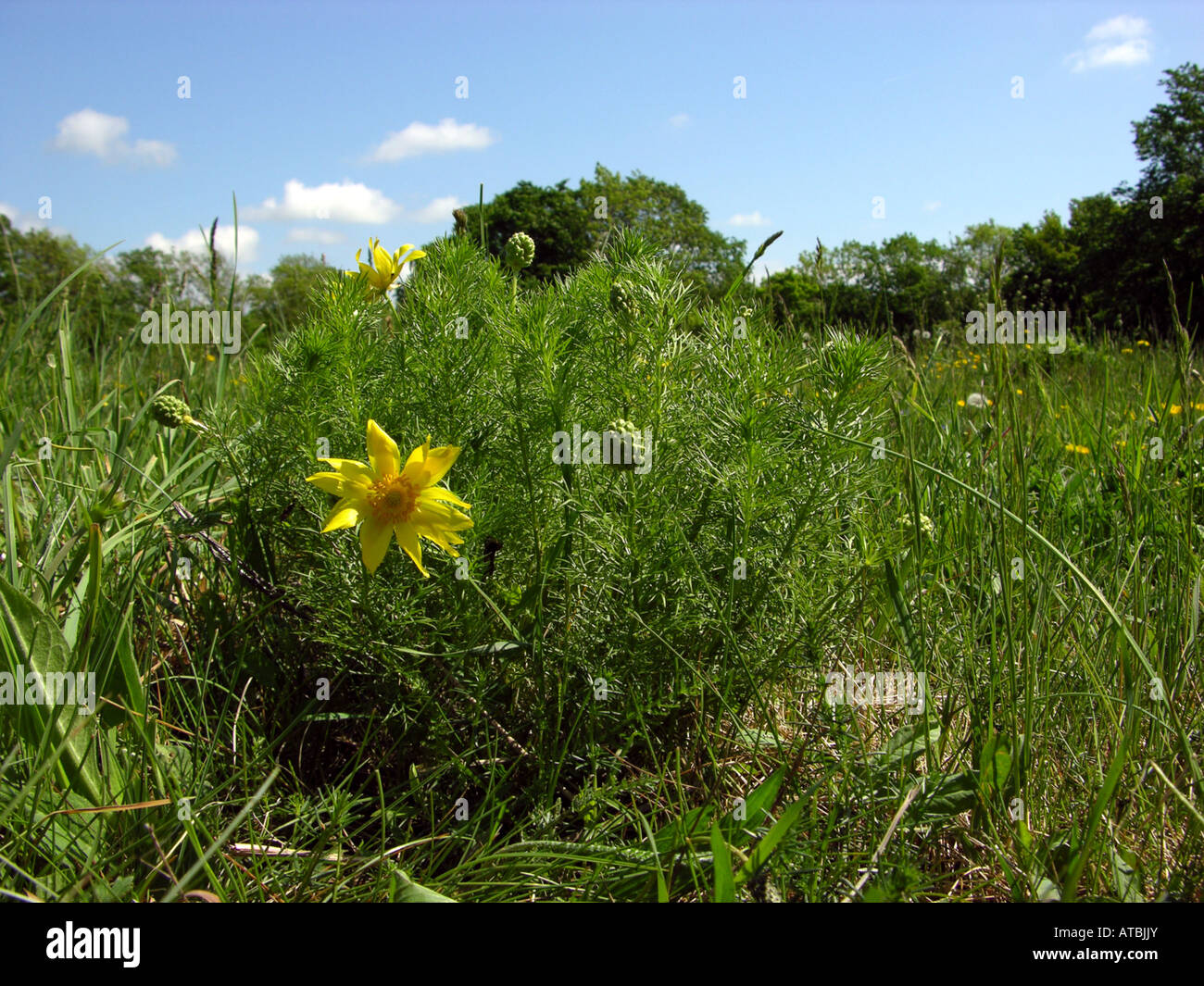 spring adonis (Adonis vernalis), blossom and infructescences Stock ...
