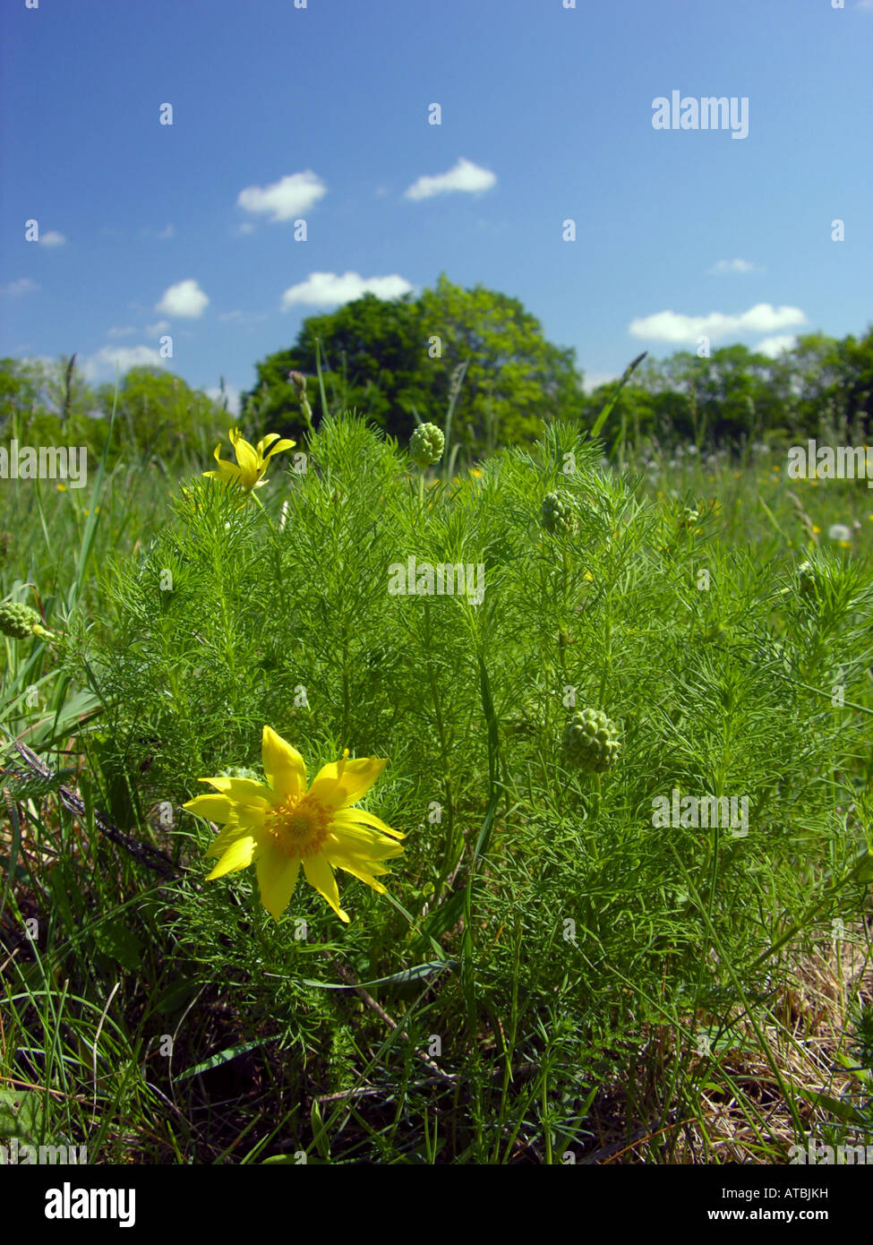 spring adonis (Adonis vernalis), blossom and infructescences Stock ...