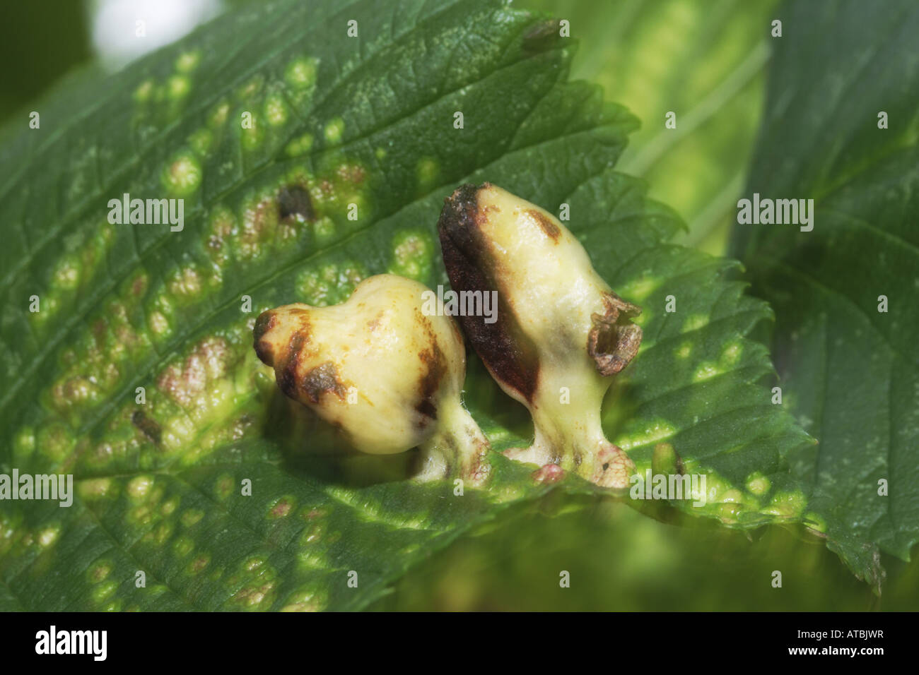 elm balloon-gall aphid (Eriosoma lanuginosum), galls with bolt-hole ...