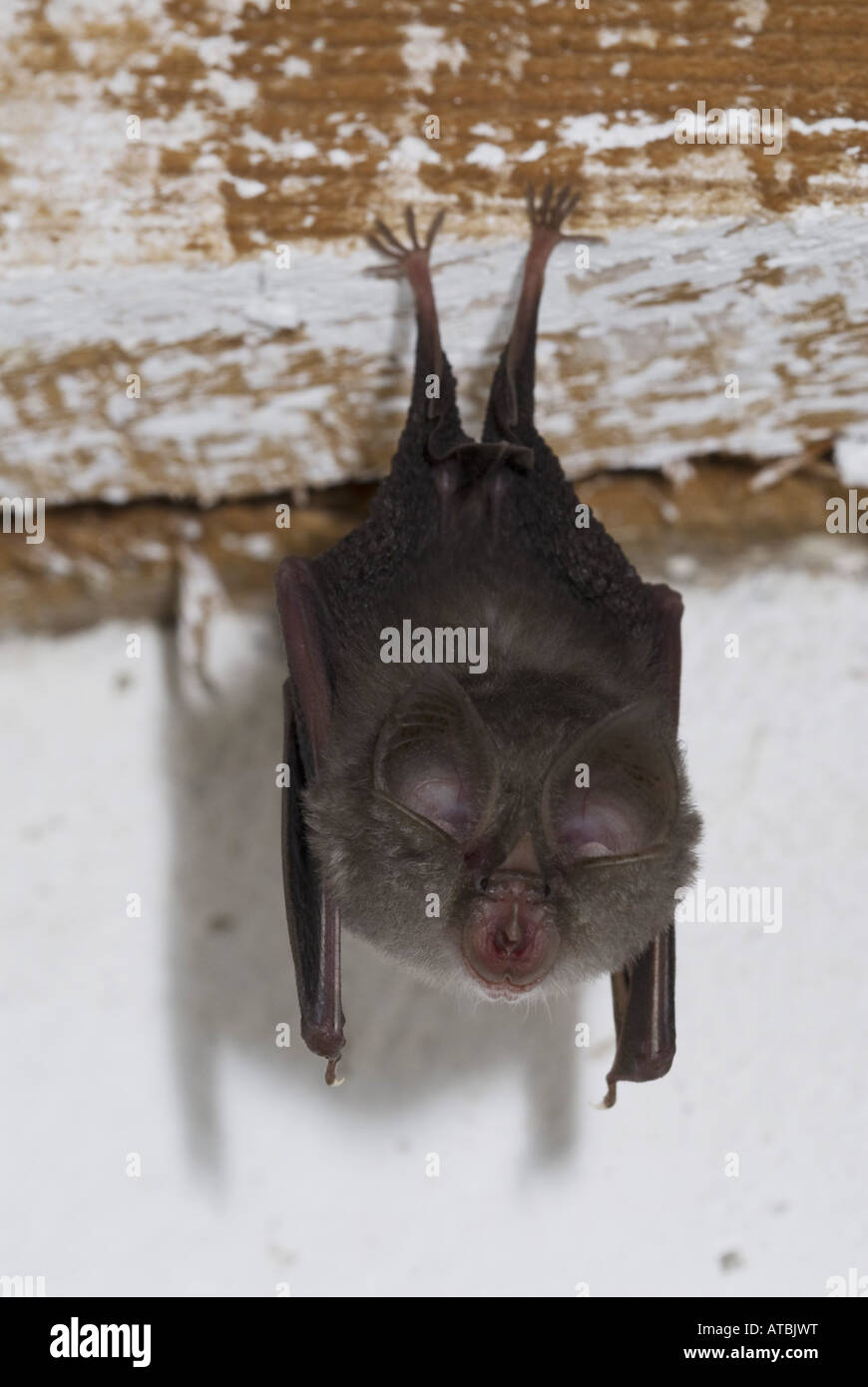 Mediterranean horseshoe bat (Rhinolophus euryale), hanging bat, Greece ...