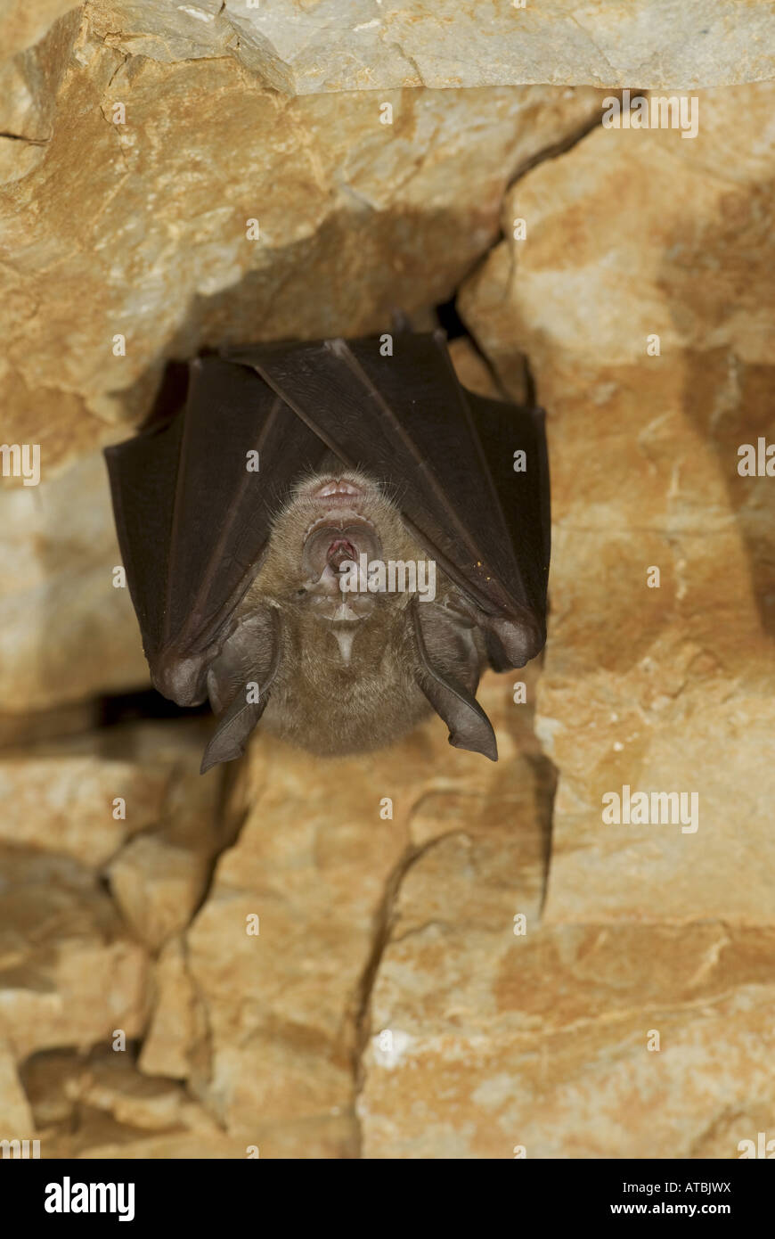 Mediterranean horseshoe bat (Rhinolophus euryale), a bat hanging in a ...