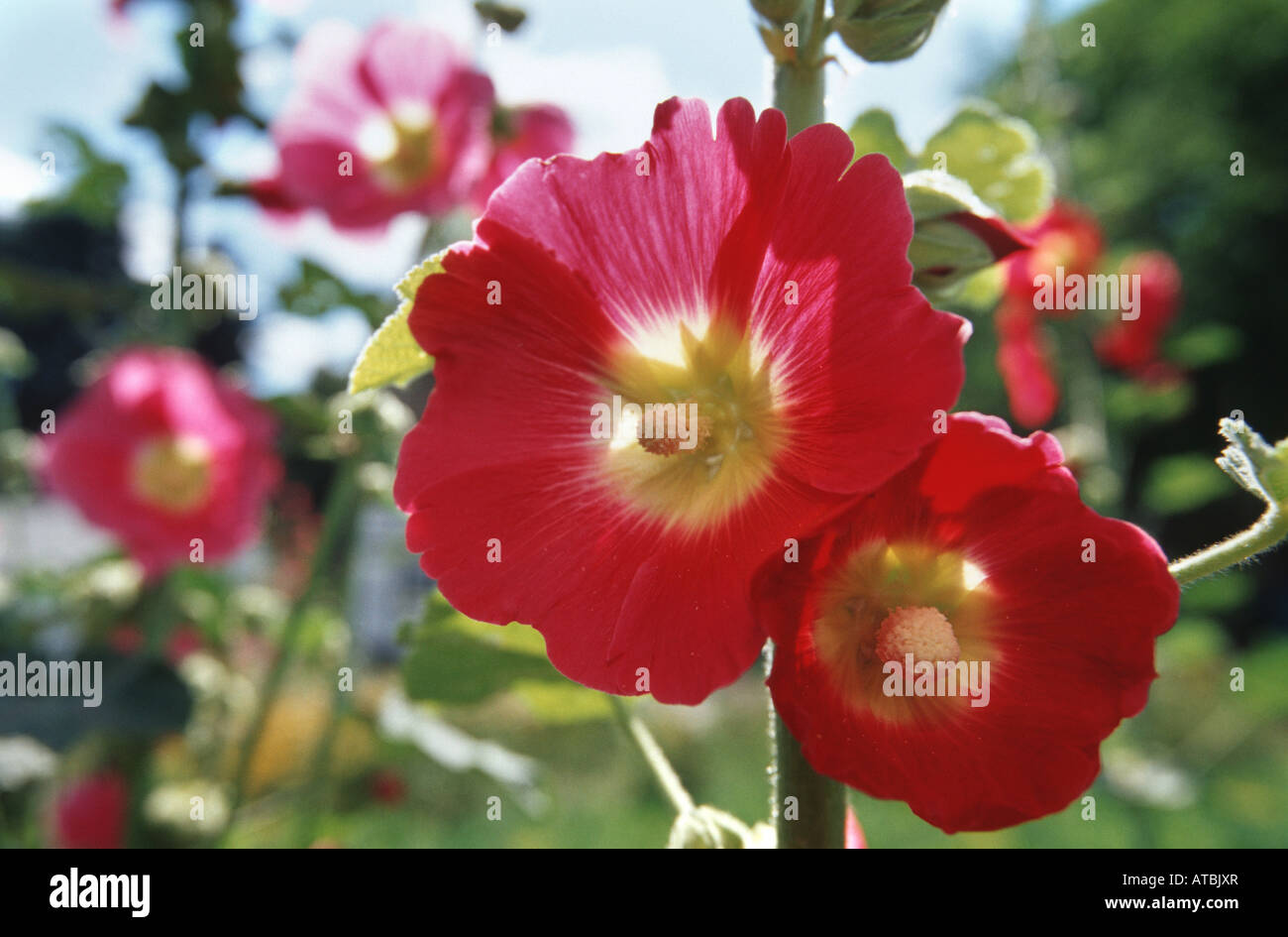 holly hock, hollyhock (Alcea rosea, Althaea rosea), blooming Stock Photo - Alamy