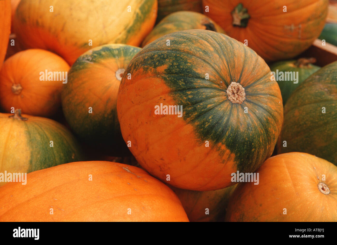 ornamental pumpkin (Cucurbita pepo convar. microcarpina), ripe fruits ...
