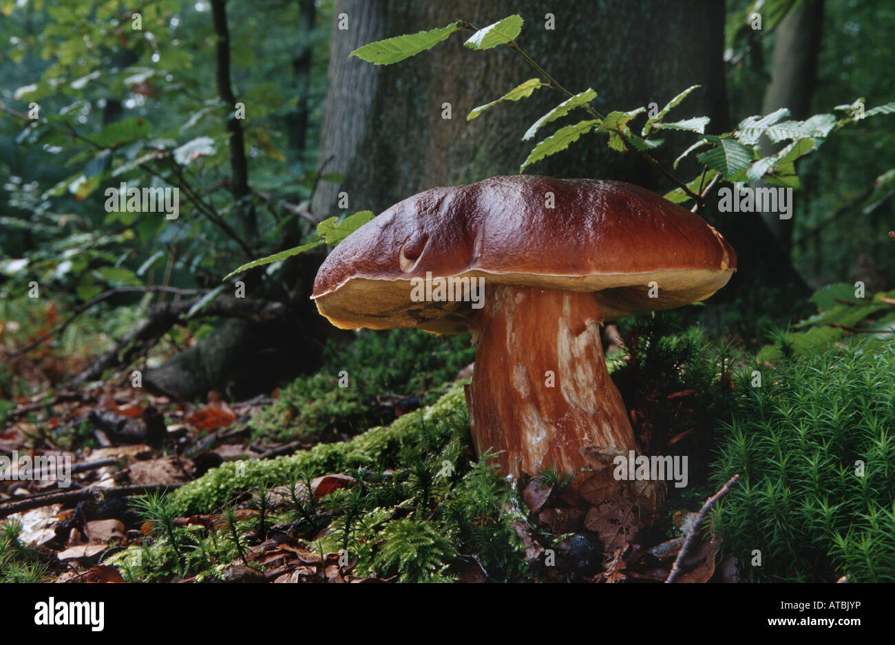 Pine duff hi-res stock photography and images - Alamy