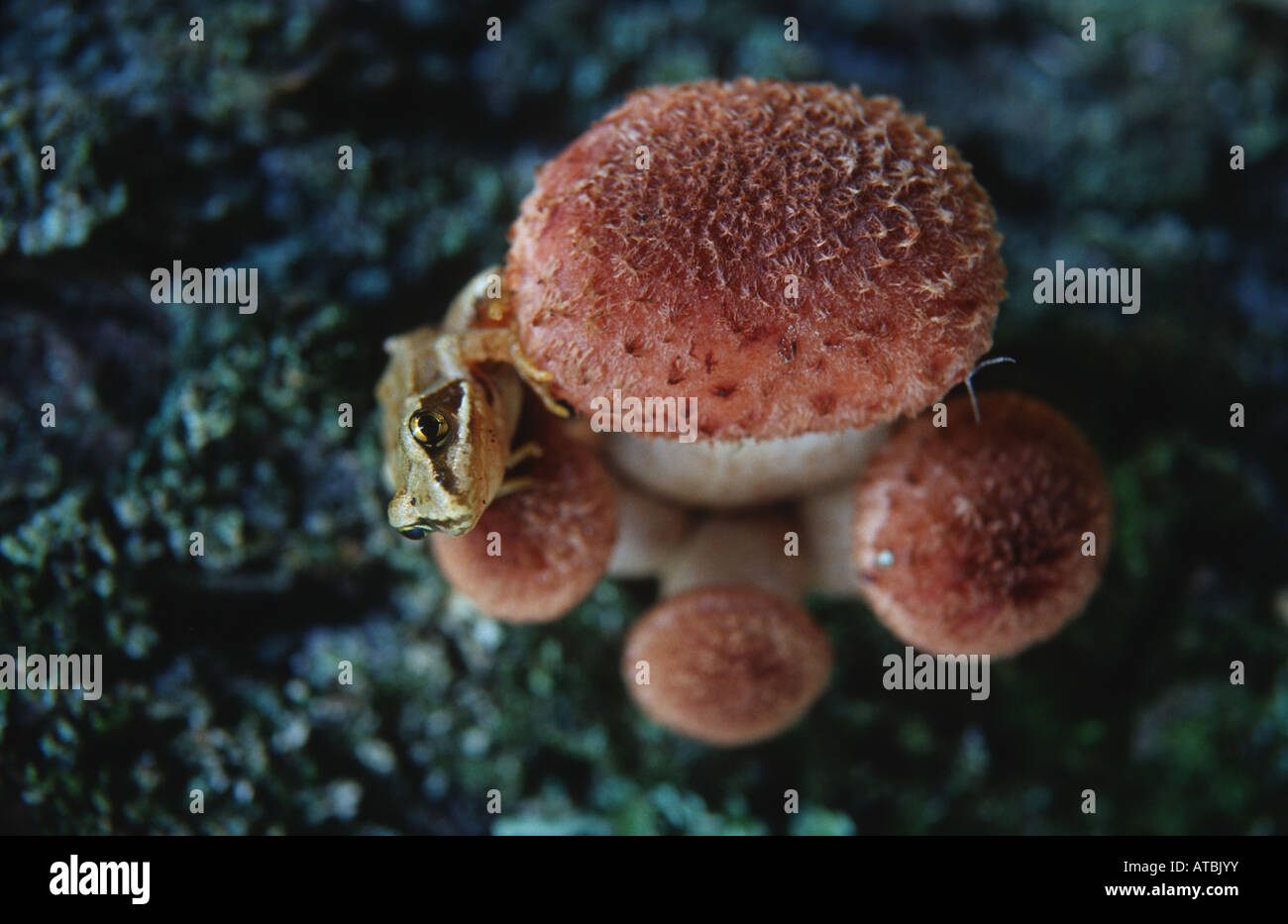 Frog falling hi-res stock photography and images - Alamy