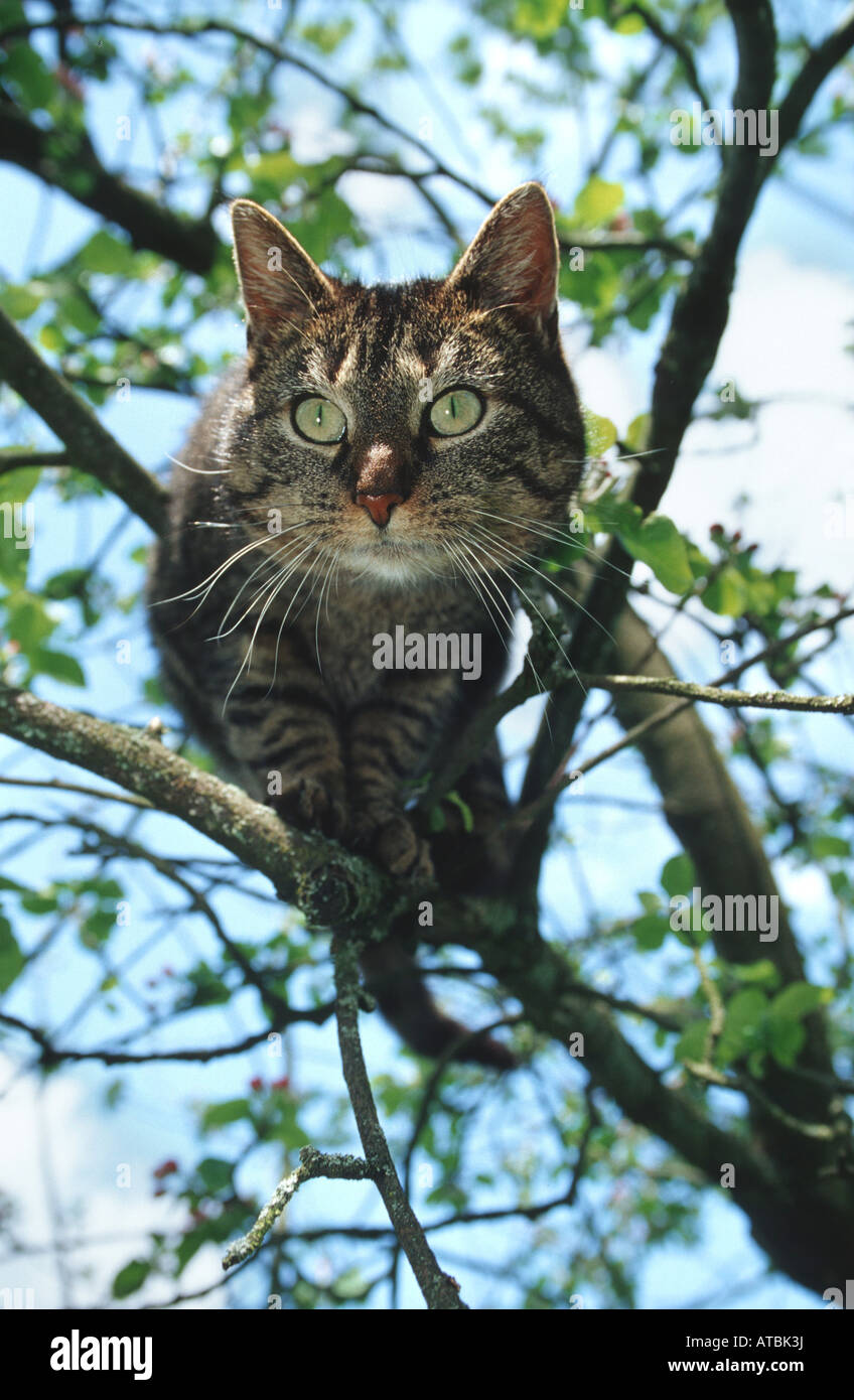 domestic cat, house cat (Felis silvestris f. catus), cat on tree ...