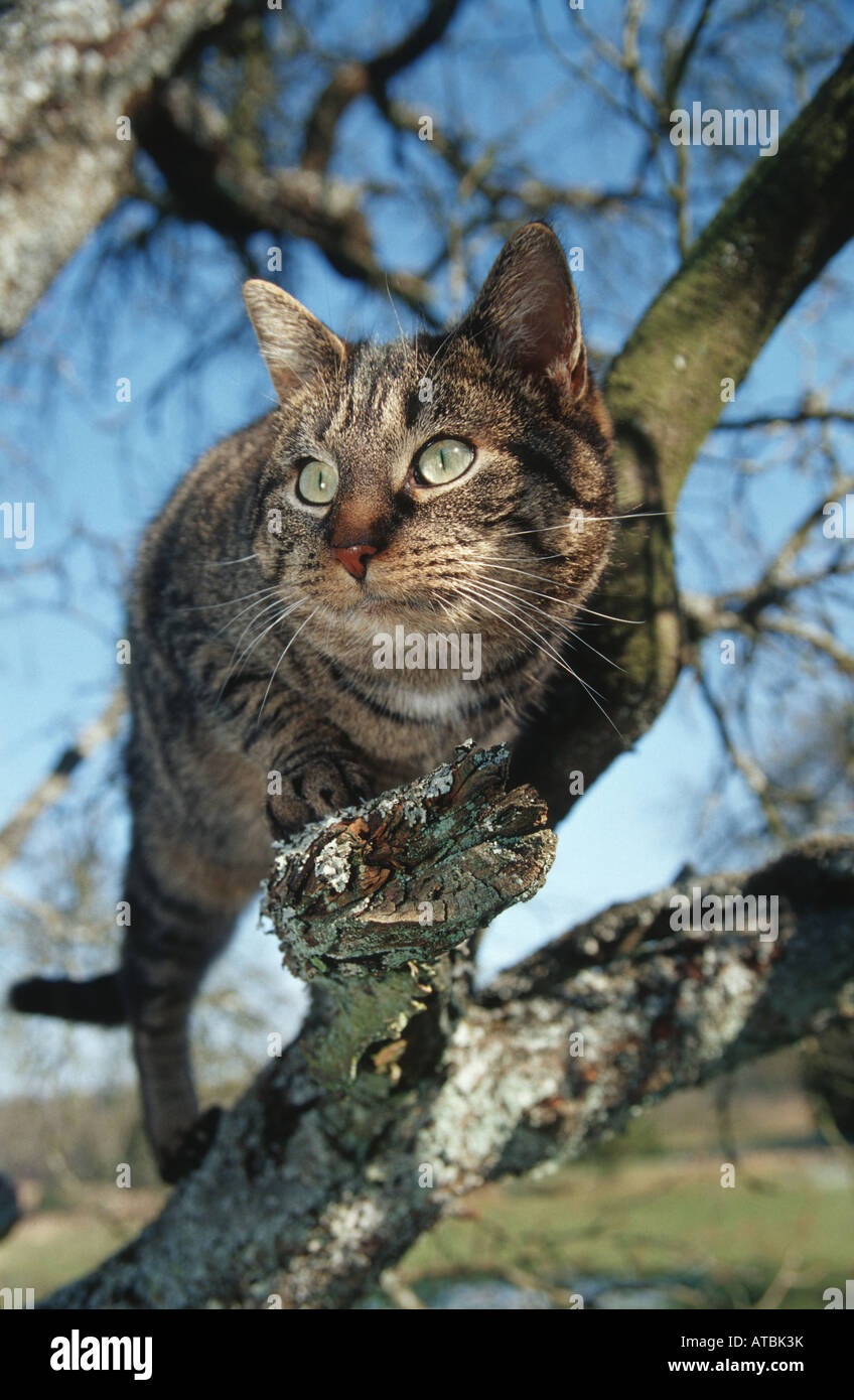 domestic cat, house cat (Felis silvestris f. catus), cat on tree ...
