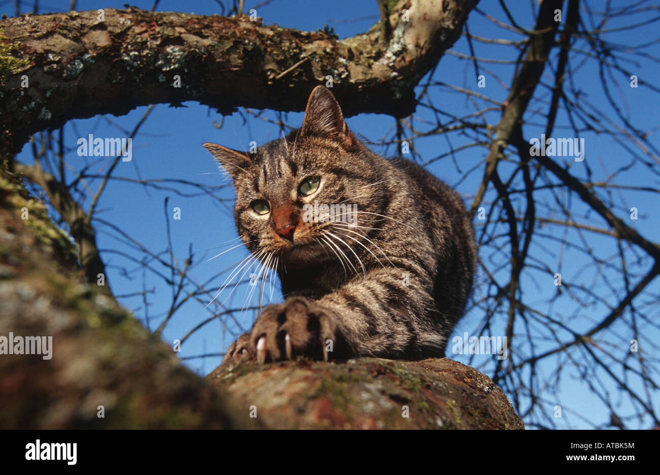 domestic cat, house cat (Felis silvestris f. catus), cat sharpening ...