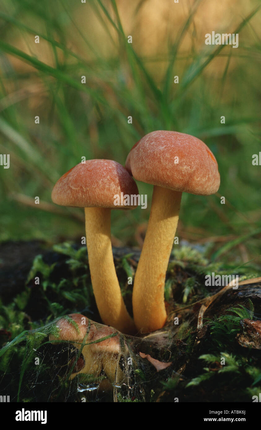 Brick tuft mushroom hypholoma sublateritium hi-res stock photography ...