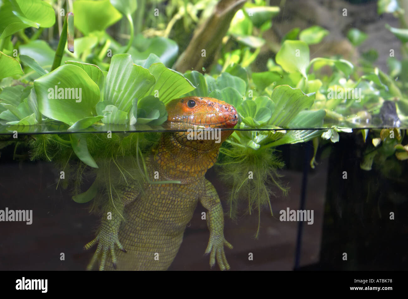 MUSEUMS Chicago Illinois Caiman lizard with head above water in Shedd ...