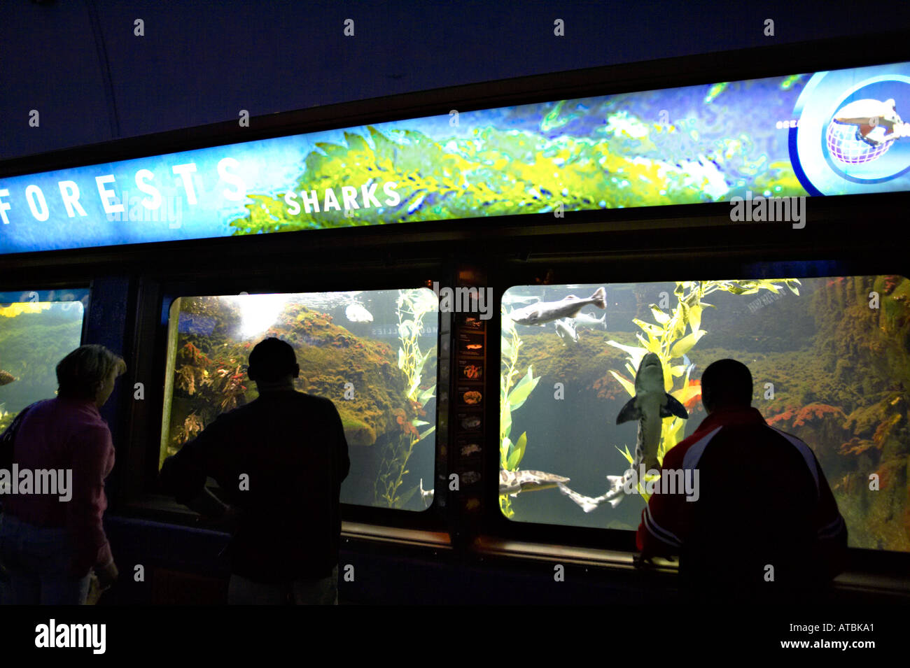 Shedd aquarium chicago sharks hi-res stock photography and images - Alamy