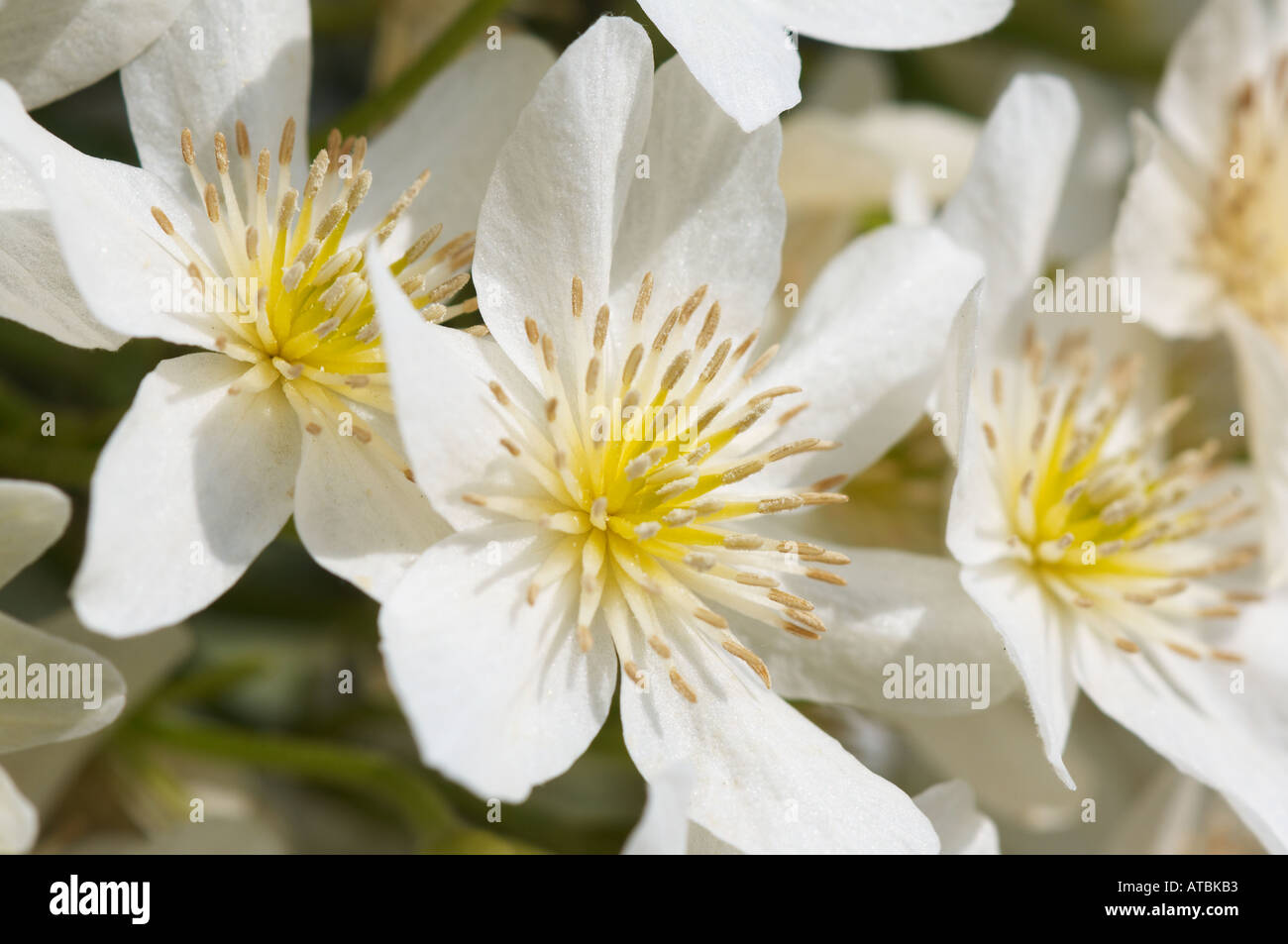 Clematis Cartmanaii Joe Stock Photo - Alamy