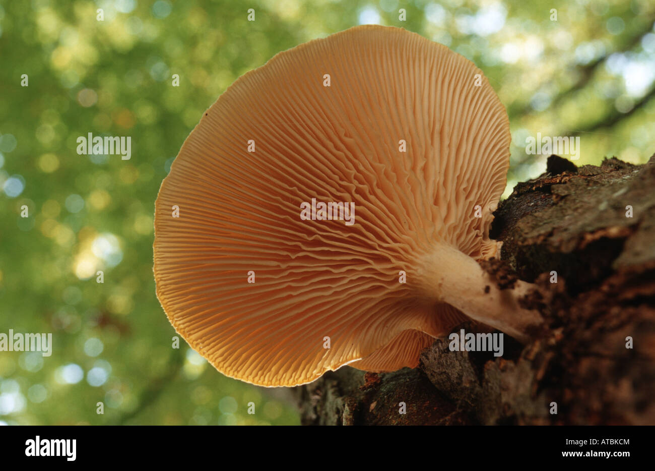 Wrinkled club fungus hi-res stock photography and images - Alamy
