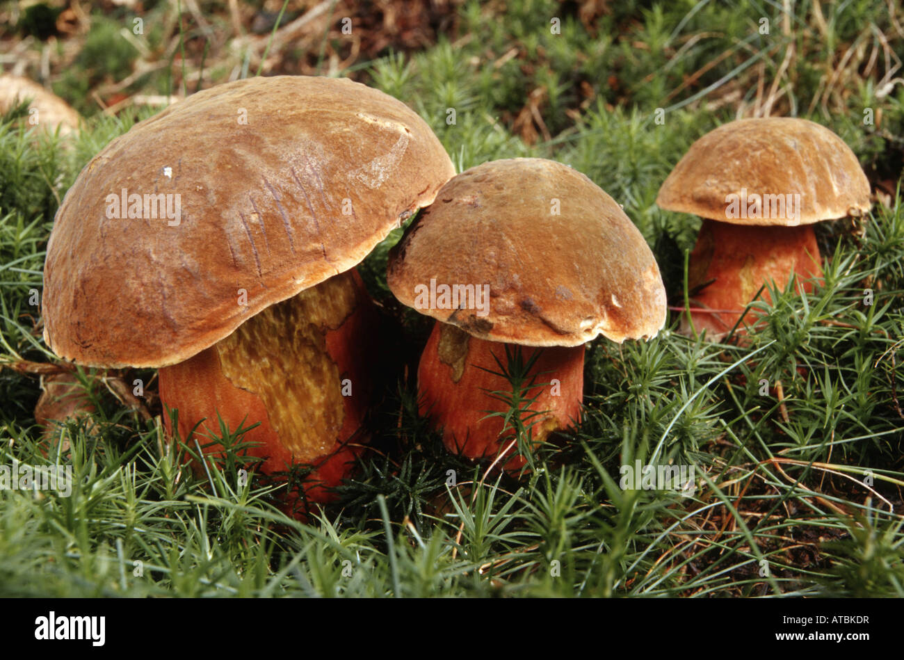 dotted bolete, scarletina bolete (Boletus erythropus), fruiting body ...
