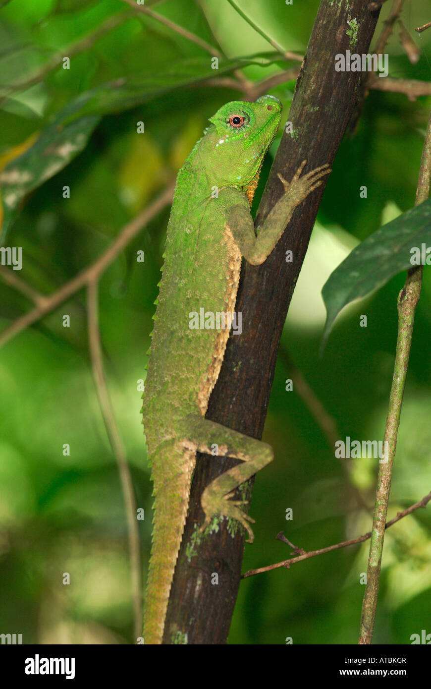 Hump-nosed Lizard in the rainforest of Sinharaja National Park, Sri ...