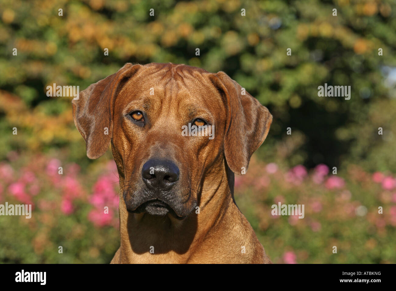 Rhodesian Ridgeback (Canis lupus f. familiaris), portrait Stock Photo ...
