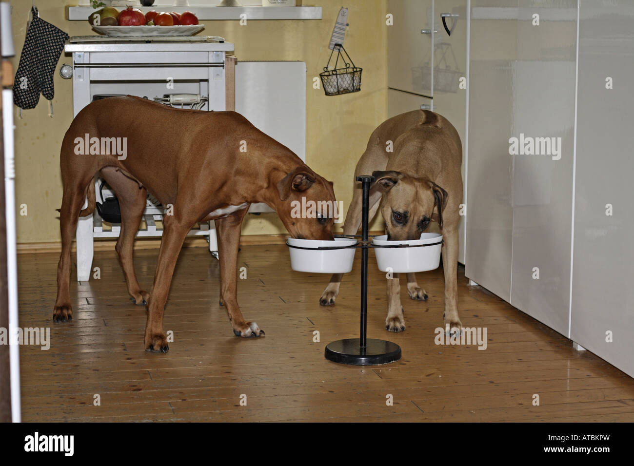 Rhodesian Ridgeback (Canis lupus f. familiaris), two dogs eating their ...