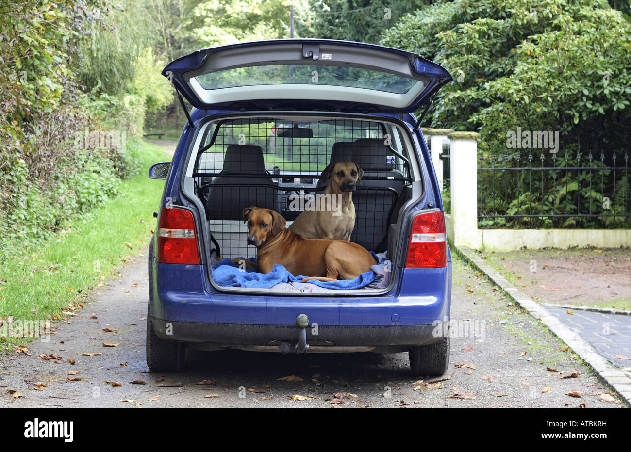Rhodesian Ridgeback (Canis lupus f. familiaris), two dogs in the car ...