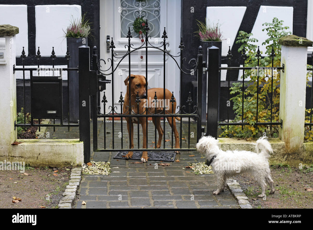 Rhodesian Ridgeback (Canis lupus f. familiaris), standing behind an ...