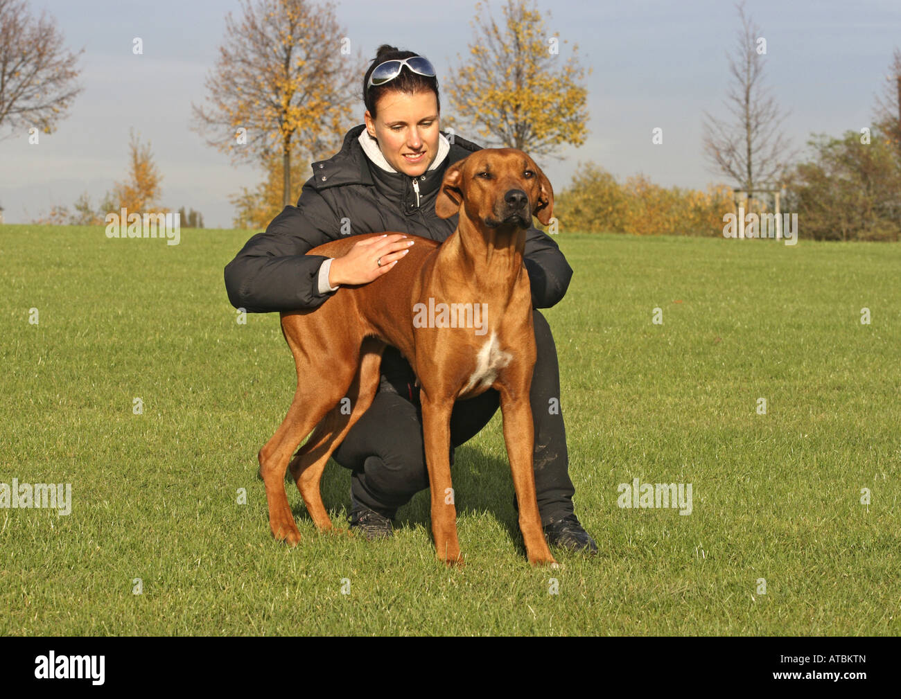 Rhodesian Ridgeback (Canis lupus f. familiaris), being caressed by a ...