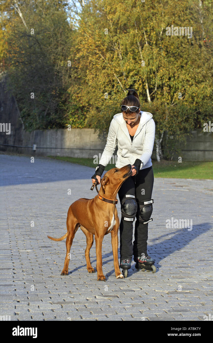 Rhodesian Ridgeback (Canis lupus f. familiaris), young woman on inline ...