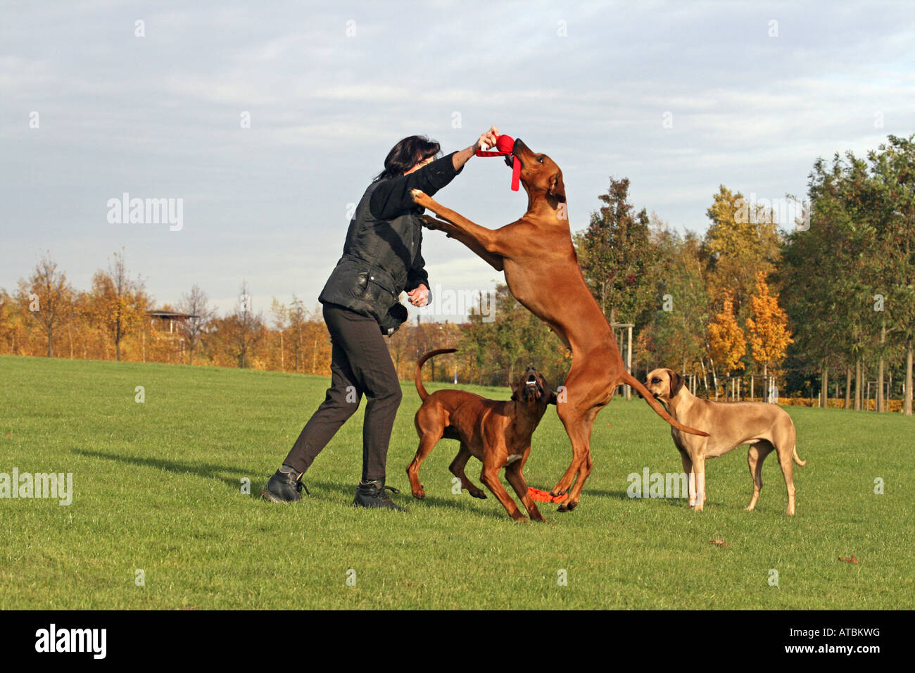 Rhodesian Ridgeback (Canis lupus f. familiaris), woman playing with ...