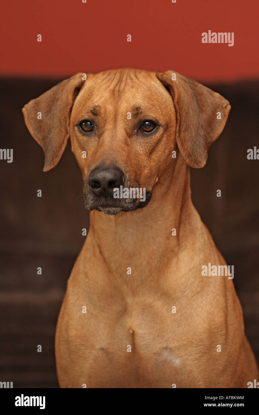 Rhodesian Ridgeback (Canis lupus f. familiaris), female dog, portrait ...