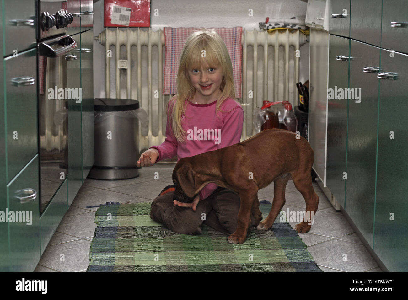 Rhodesian Ridgeback (Canis lupus f. familiaris), small girl with an ...
