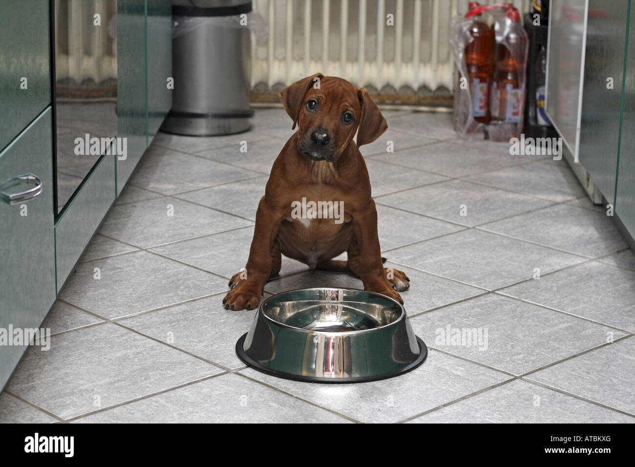 Rhodesian Ridgeback (Canis lupus f. familiaris), eight weeks old puppy ...