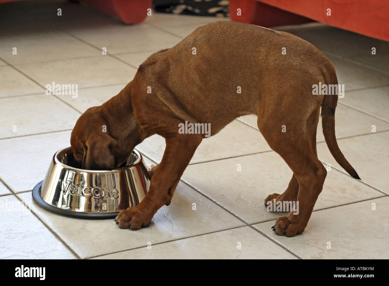 Rhodesian Ridgeback (Canis lupus f. familiaris), eight weeks old puppy ...