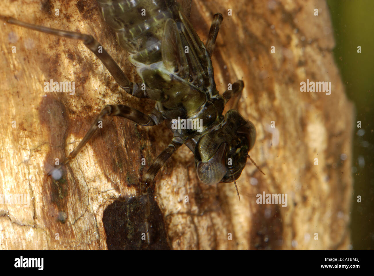 blue-green darner, southern aeshna, southern hawker (Aeshna cyanea ...